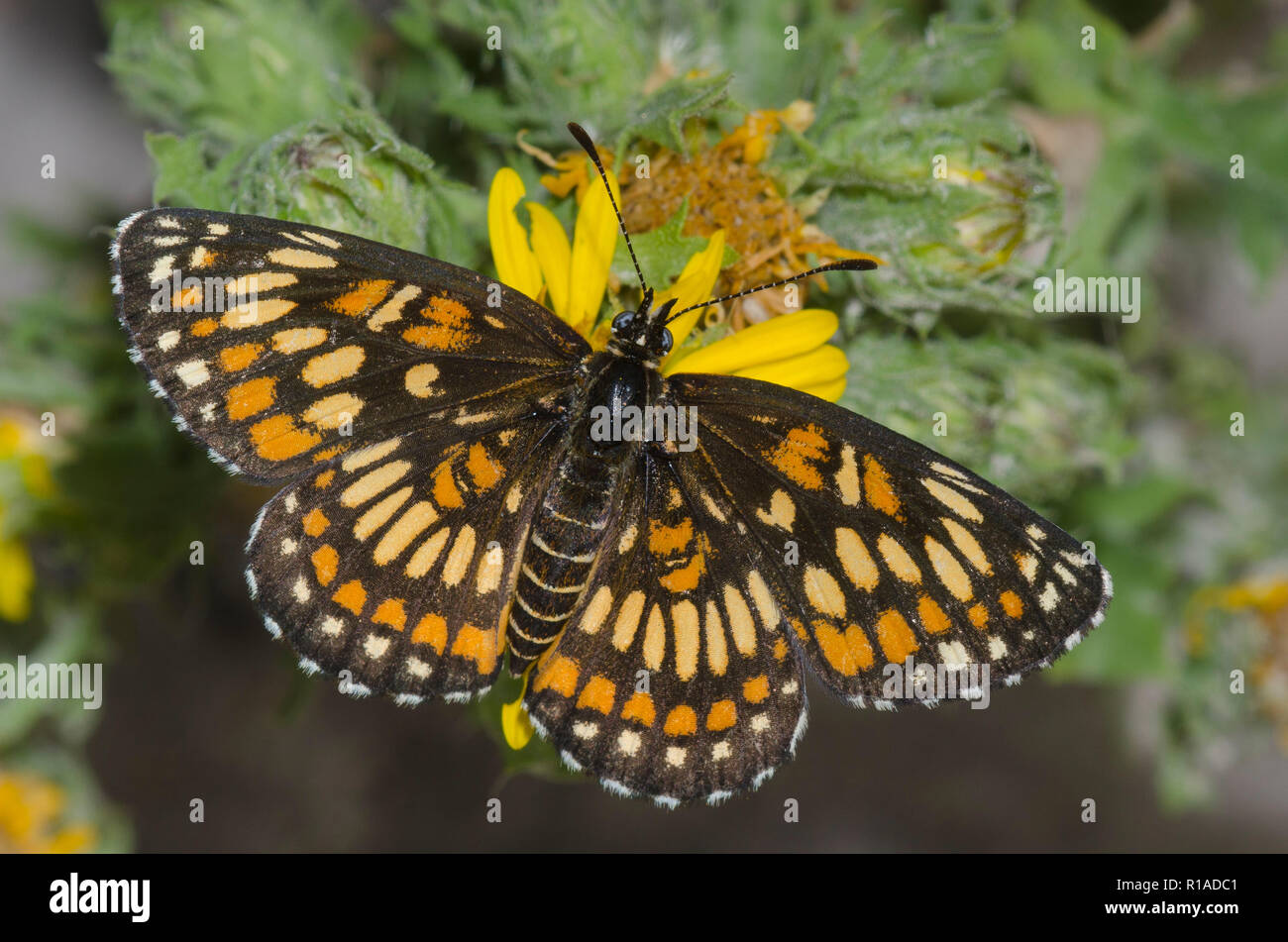 Theona Checkerspot, Chlosyne theona, female on Camphor Daisy ...