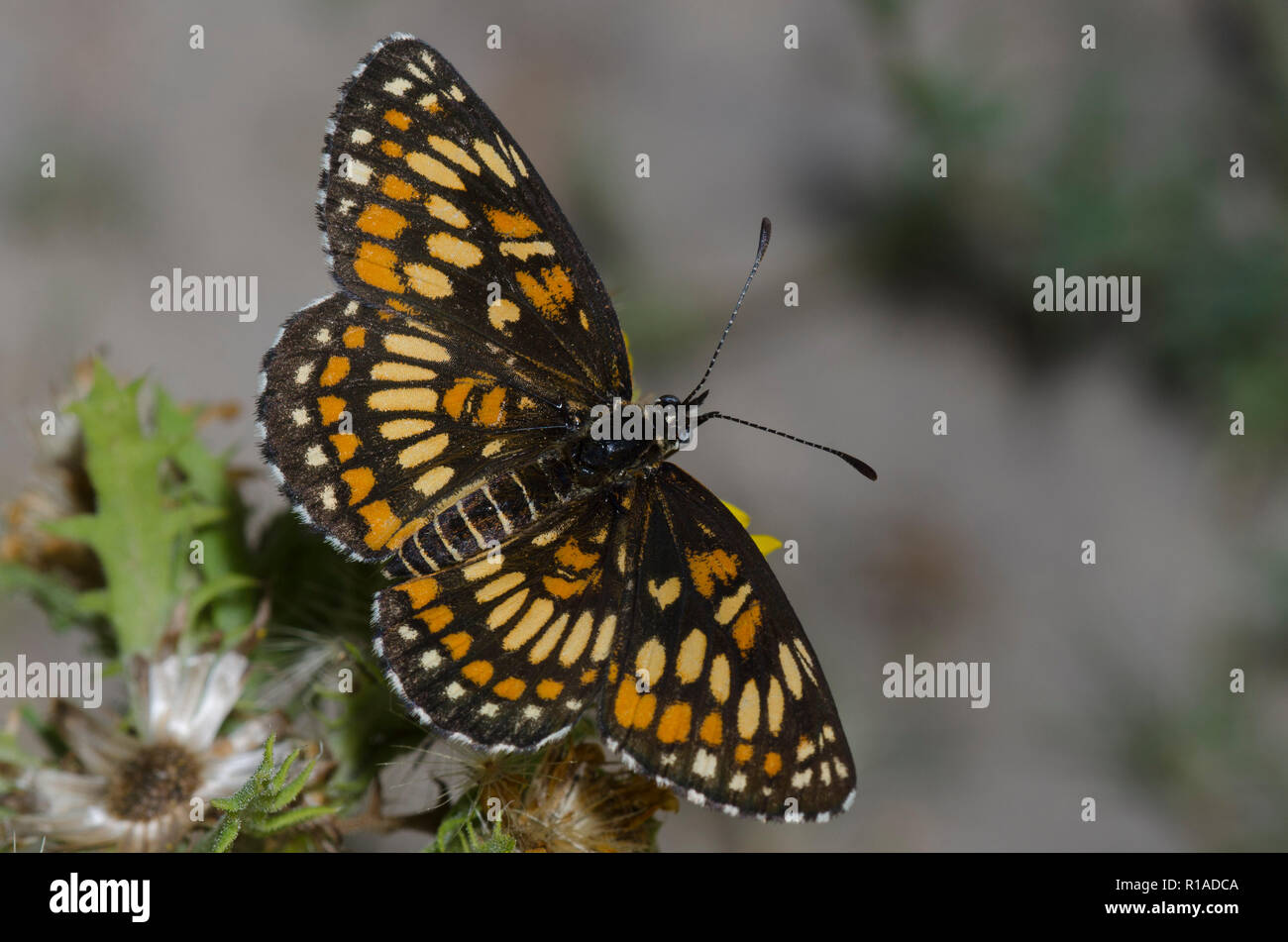 Camphor daisy hi-res stock photography and images - Alamy