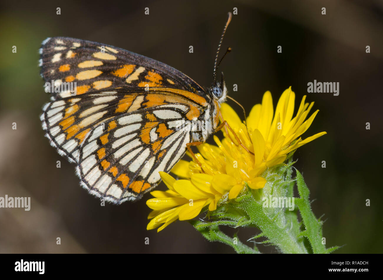 Theona Checkerspot, Chlosyne theona, female on Camphor Daisy ...
