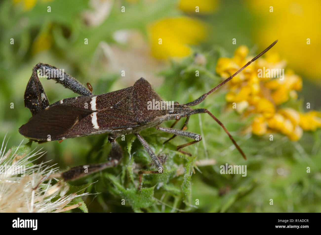 Leaf-footed Bug, Leptoglossus phyllopus, on Camphor Daisy, Rayjacksonia ...