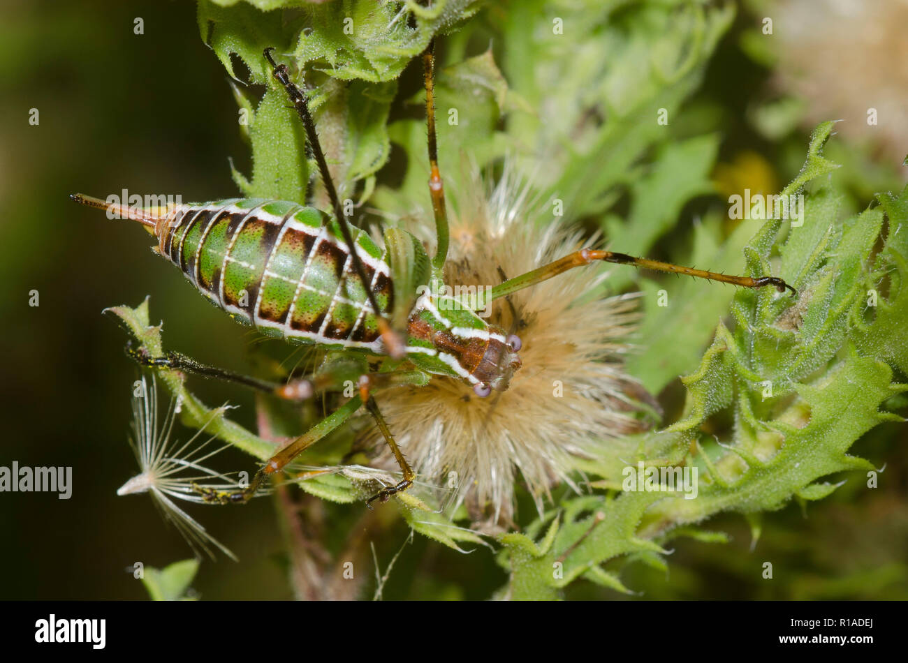 Chestnut Short-wing Katydid, Dichopetala castanea, female on Camphor ...