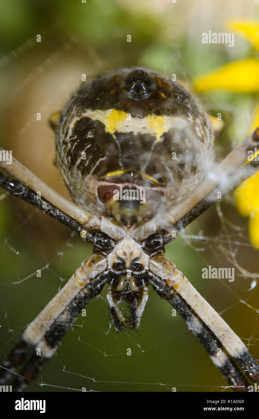 Silver Argiope, Argiope argentata, in web built on Camphor Daisy ...