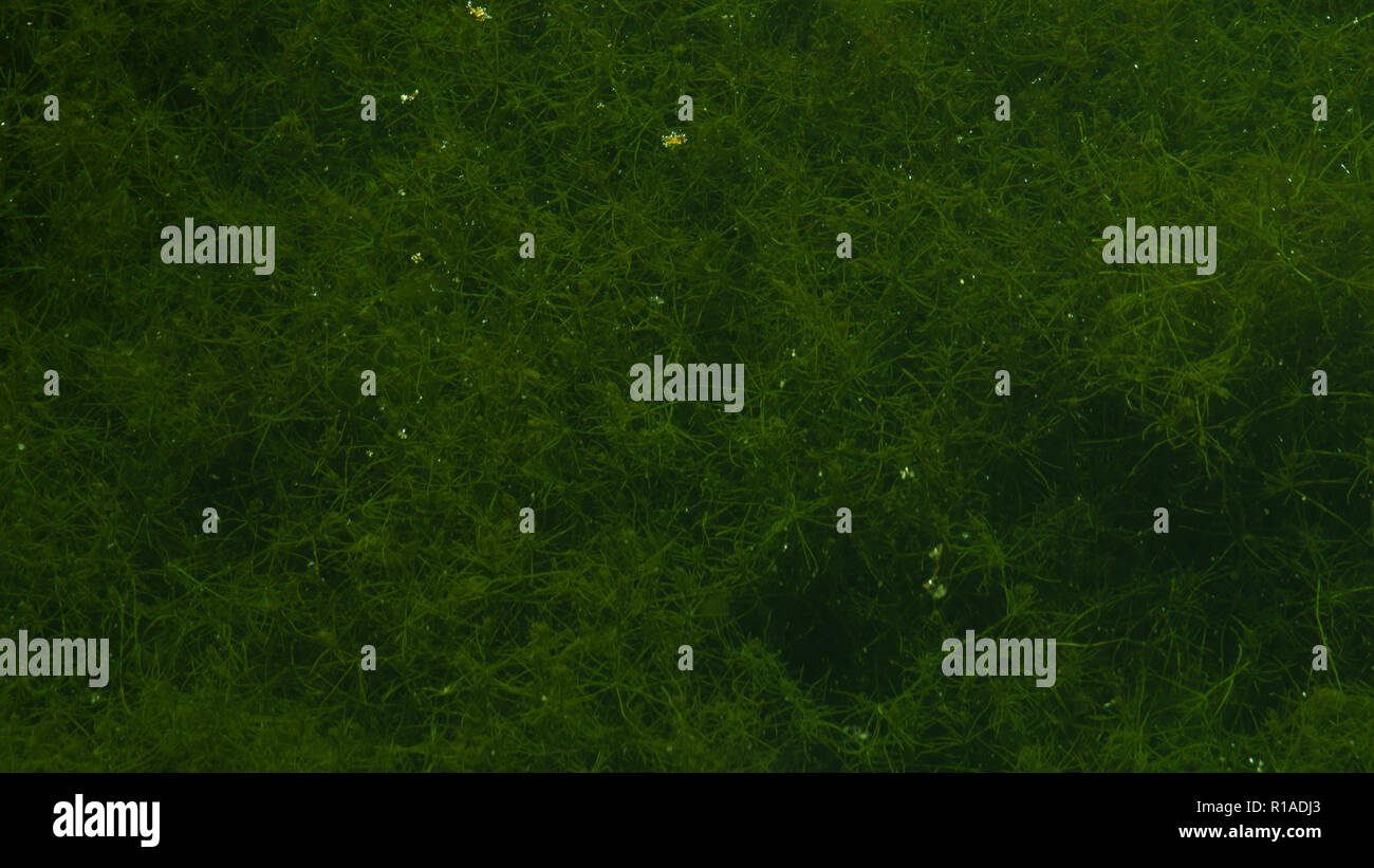 Slime and algae in the water texture Stock Photo - Alamy