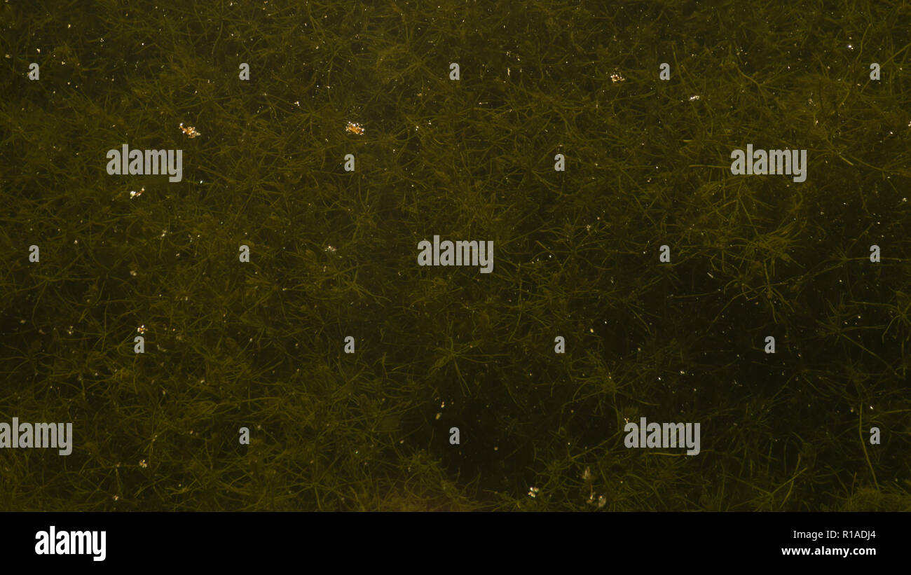 Slime and algae in the water texture Stock Photo - Alamy