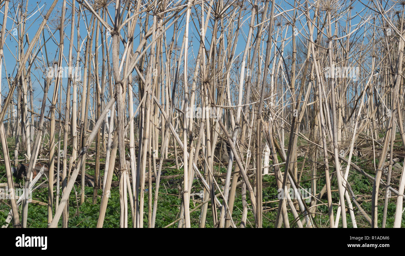Nature landscape with dry plants Stock Photo - Alamy