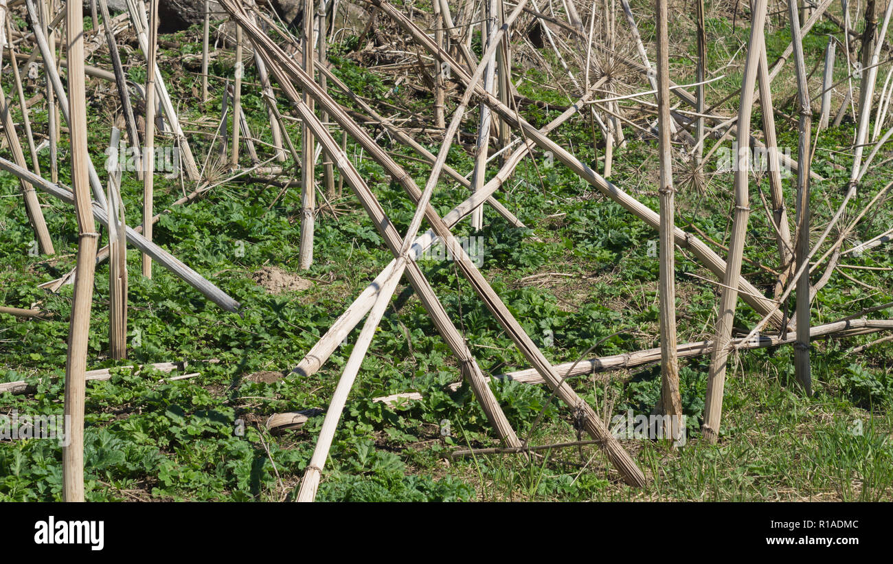 Nature landscape with dry plants Stock Photo - Alamy