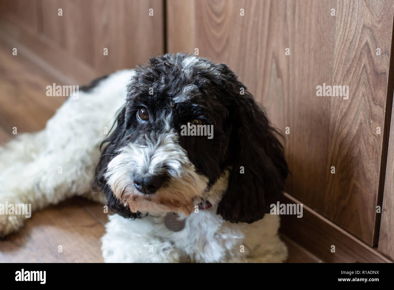 A black and white cockapoo in the house on a wooden floor Stock Photo ...