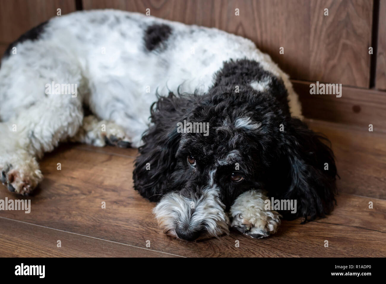 A black and white cockapoo day dreaming inddor on a wooden floor Stock ...