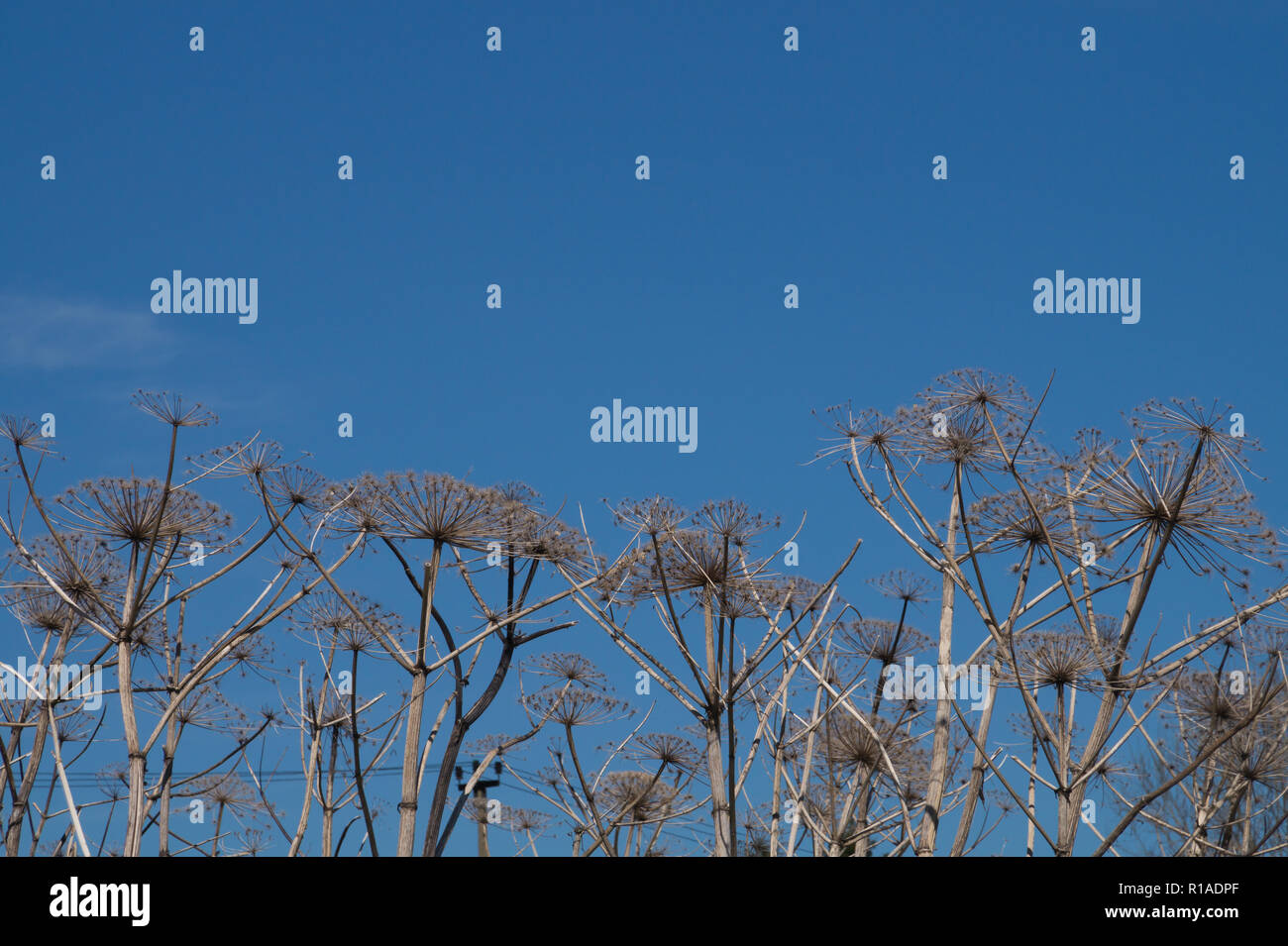 Nature landscape with dry plants Stock Photo - Alamy
