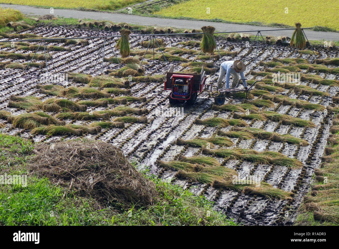 Harvesting rice hi-res stock photography and images - Alamy