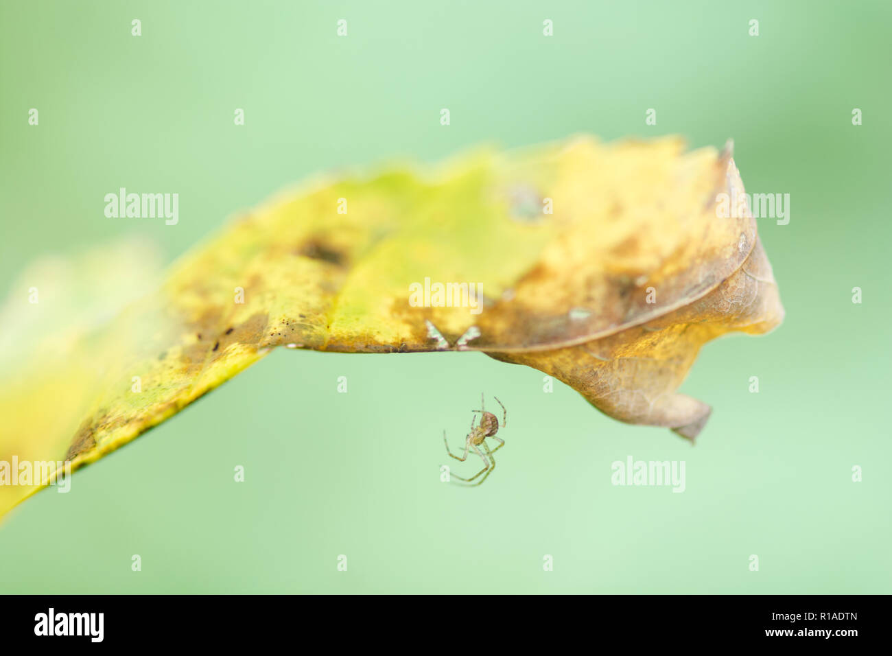 Spider under hi-res stock photography and images - Alamy