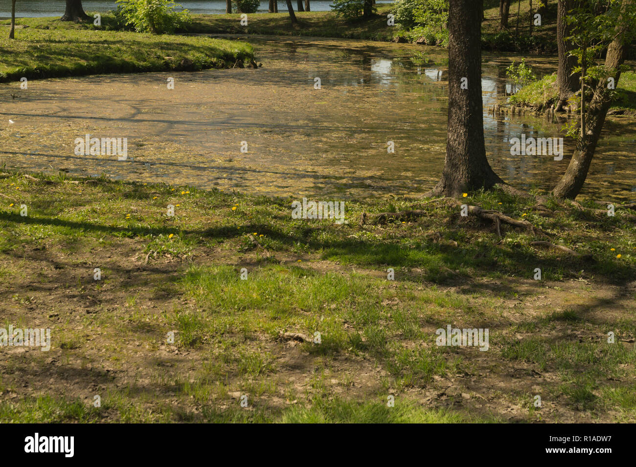 Wild pond. swamp water background Stock Photo - Alamy
