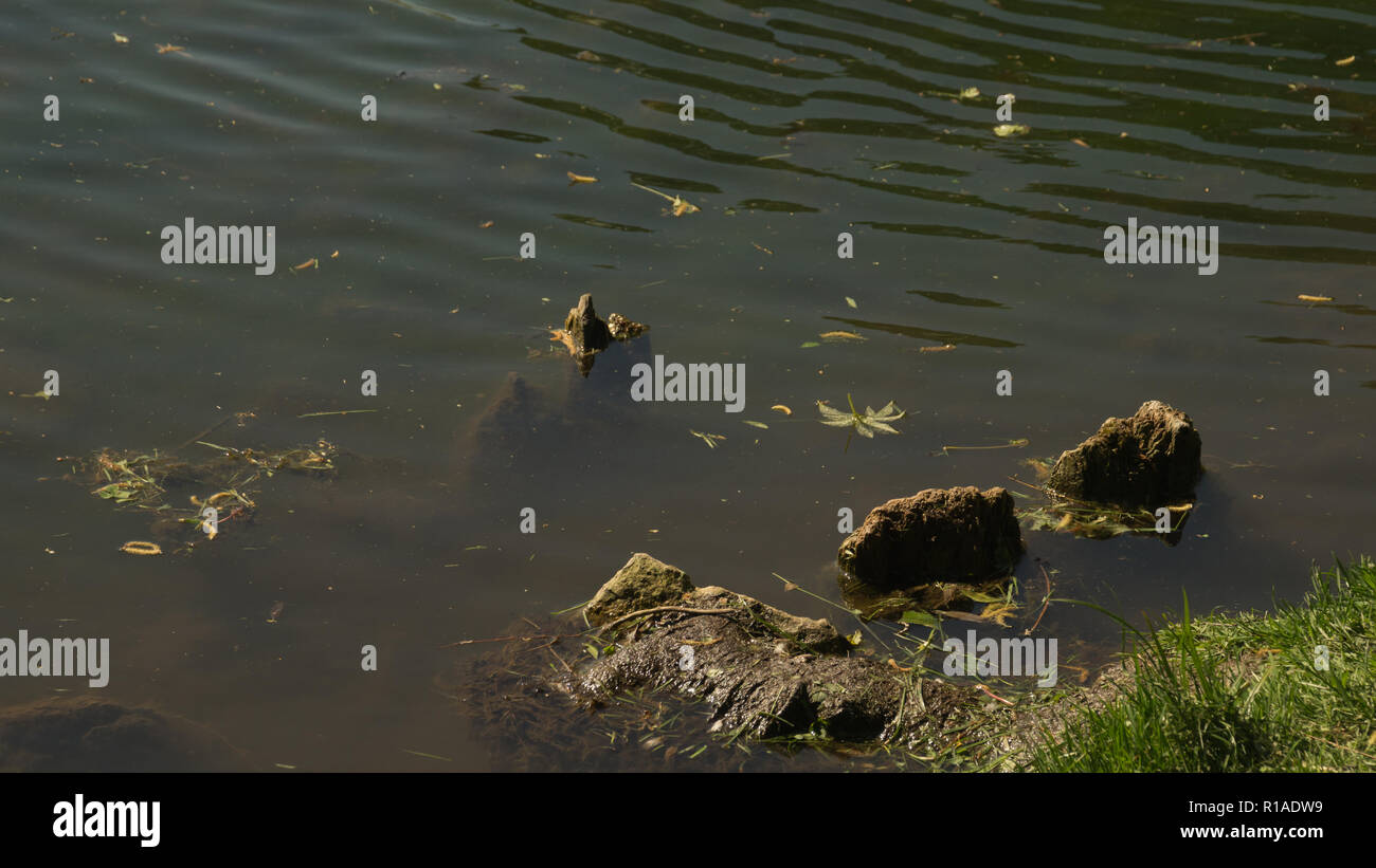 Wild pond. swamp water background Stock Photo - Alamy