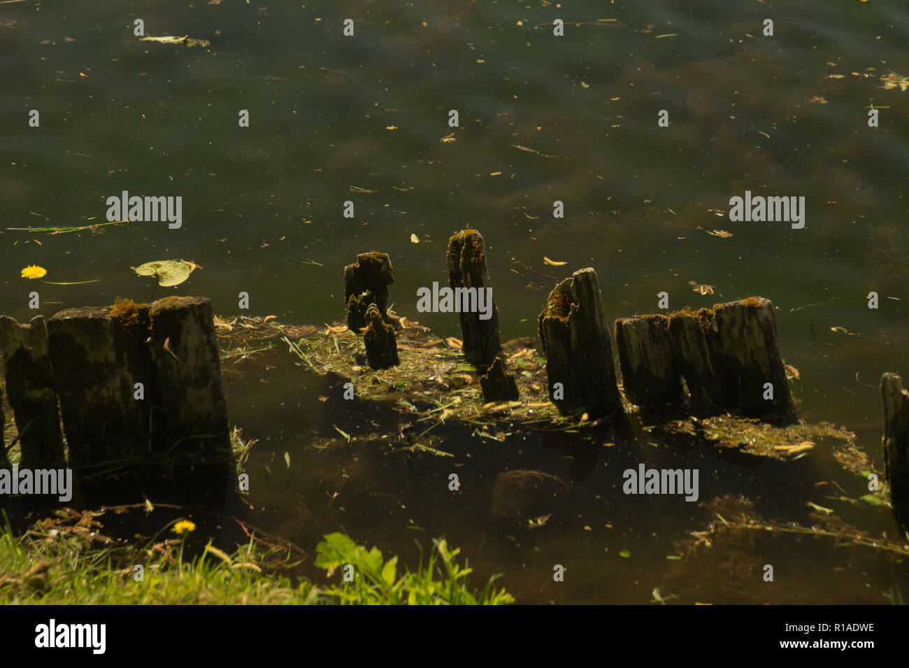 Wild pond. swamp water background Stock Photo - Alamy