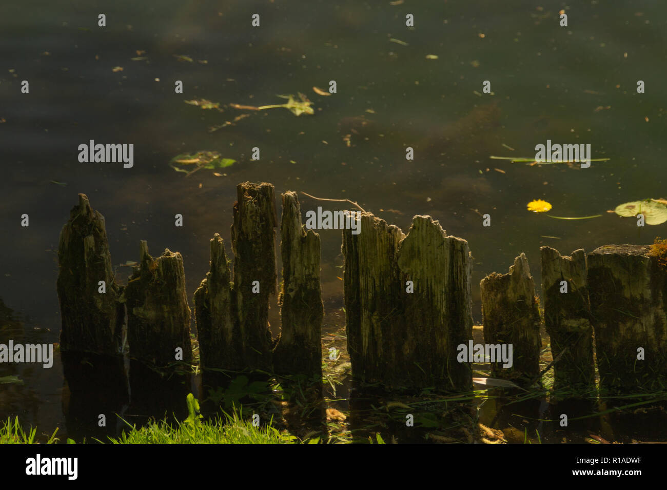 Wild pond. swamp water background Stock Photo - Alamy