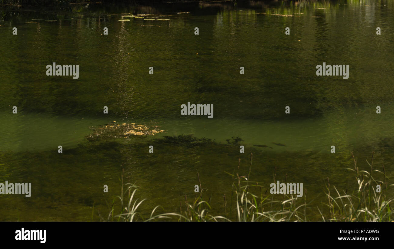 Wild pond. swamp water background Stock Photo - Alamy