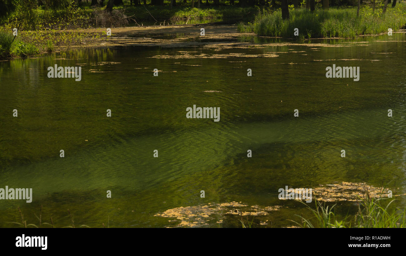 Wild pond. swamp water background Stock Photo - Alamy