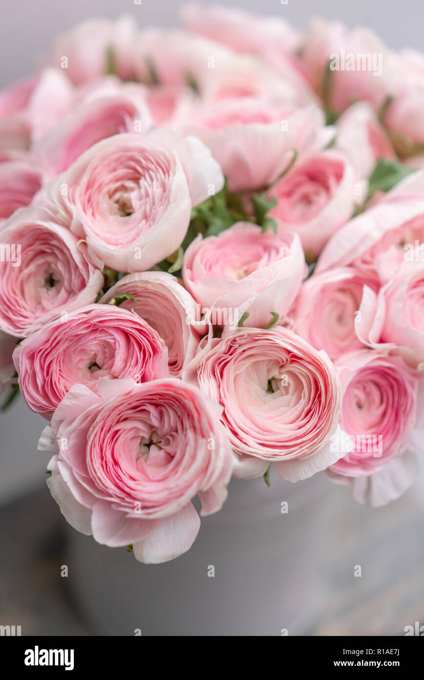 Ranunculus asiaticus or Persian Buttercup. Bunch of pastel pink blossom ...