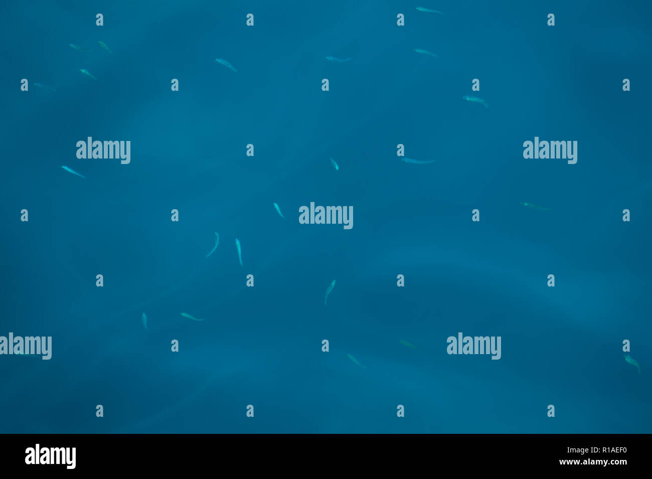 Clear azure water texture background Stock Photo - Alamy