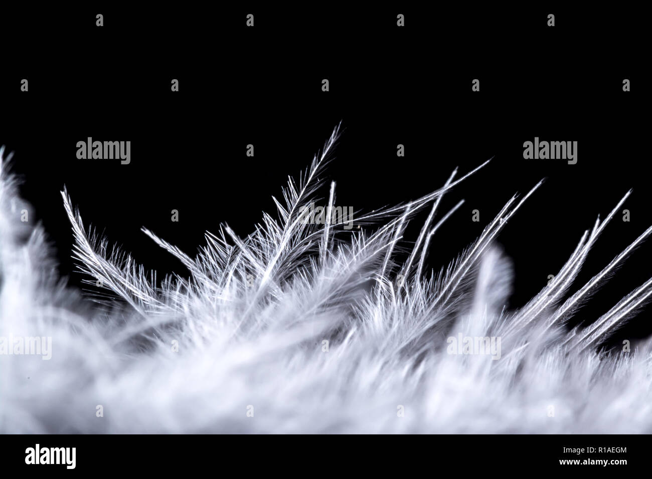 Feather super macro texture isolated on black background Stock Photo ...