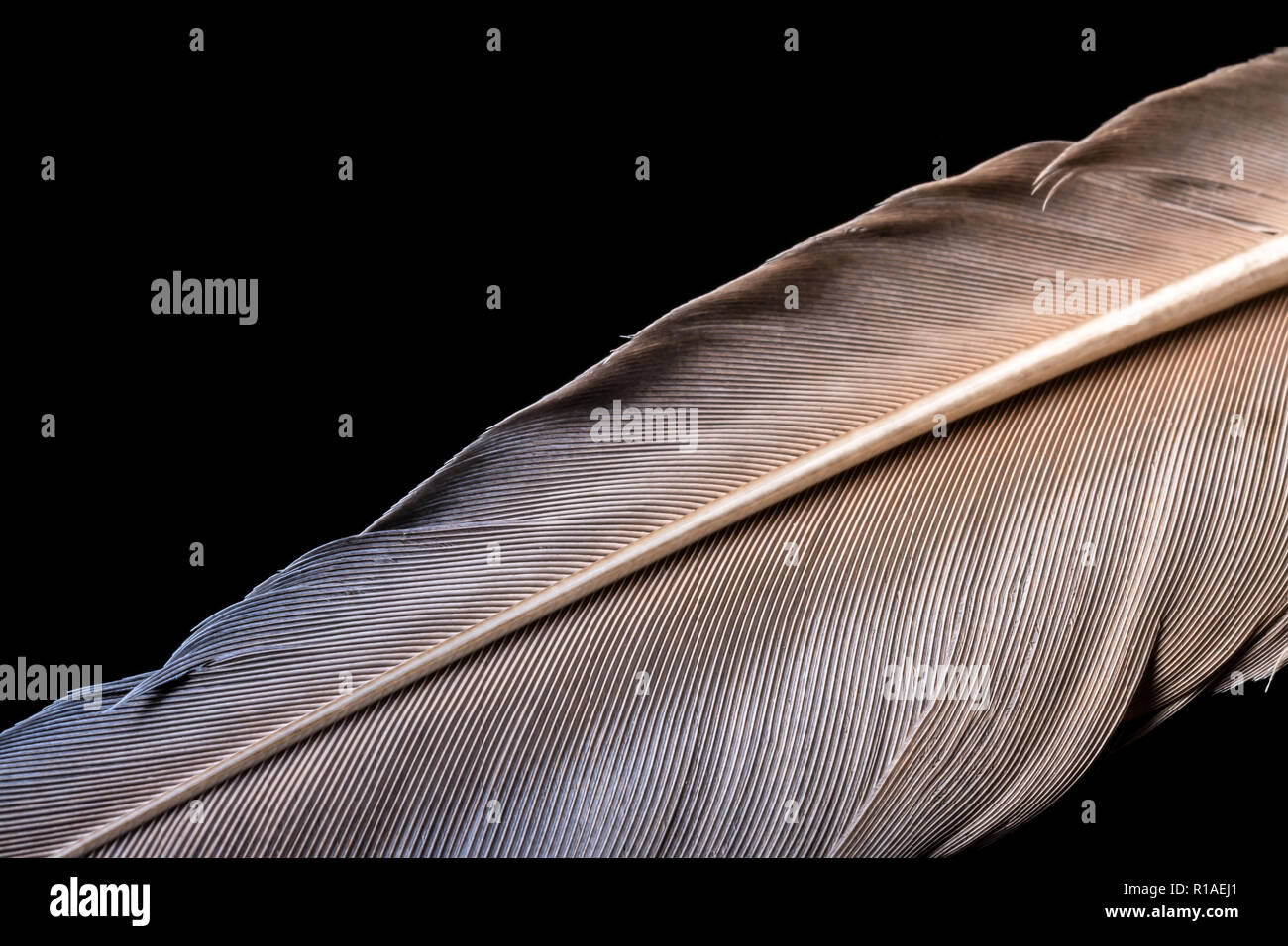 feather with gradient macro texture isolated on black background Stock ...