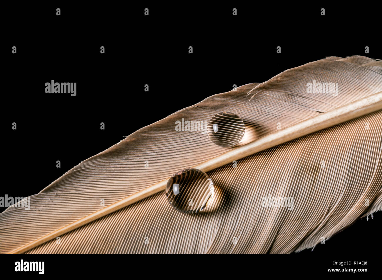 Drop of water on feather with gradient macro texture isolated on black ...