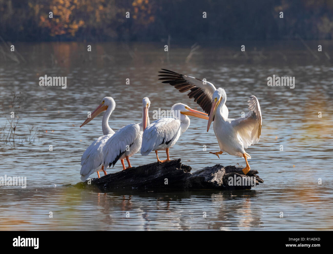 American white pelican (Pelecanus erythrorhynchos), a group during fall ...