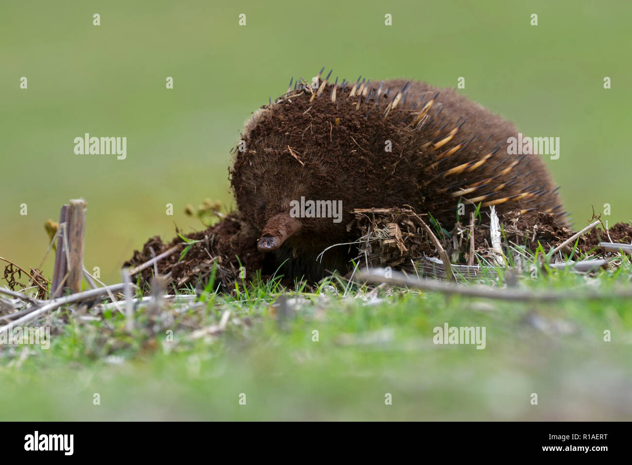 short beaked echidna digging in field north west tasmania australia ...