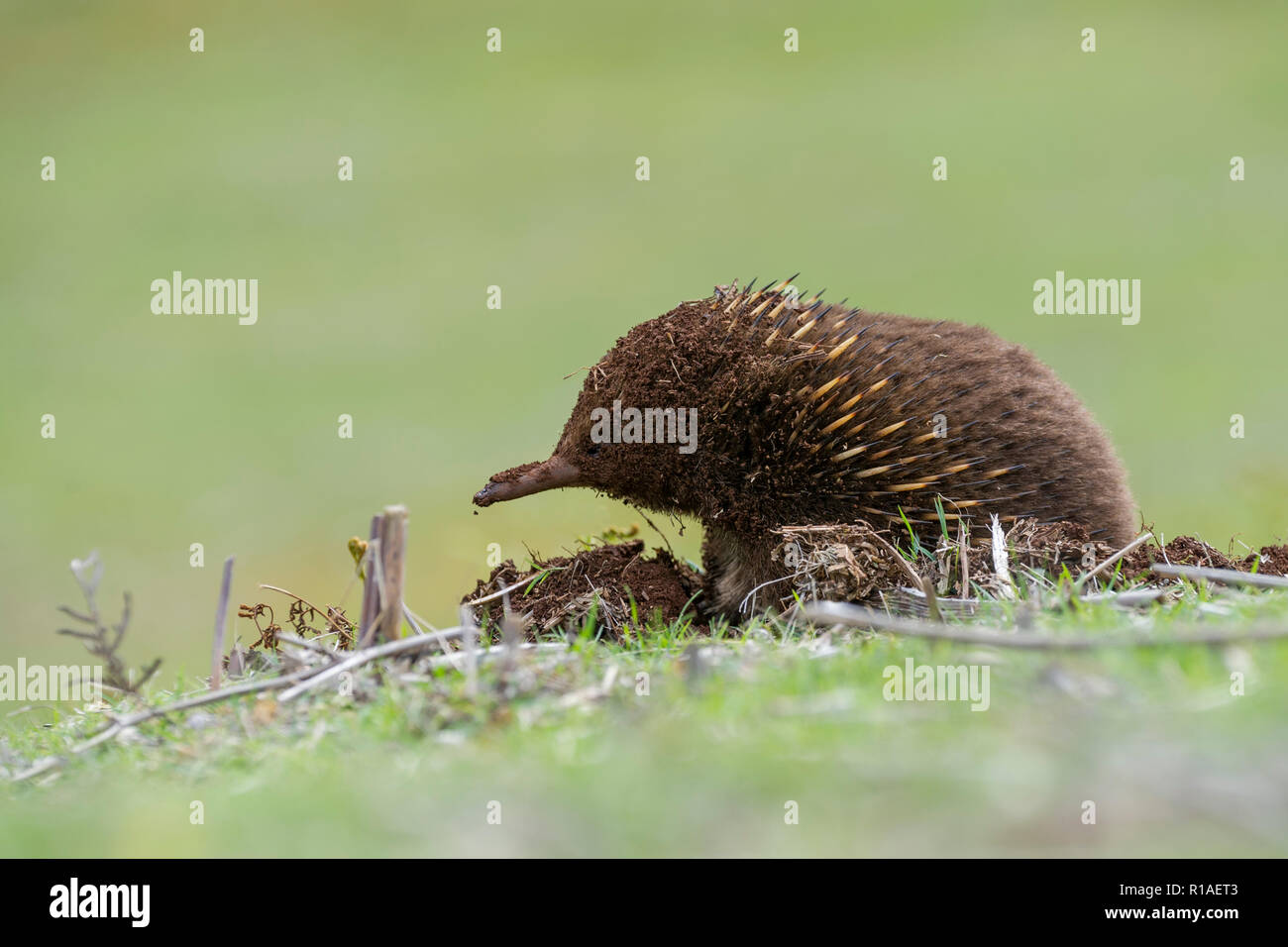 short beaked echidna digging in field north west tasmania australia ...
