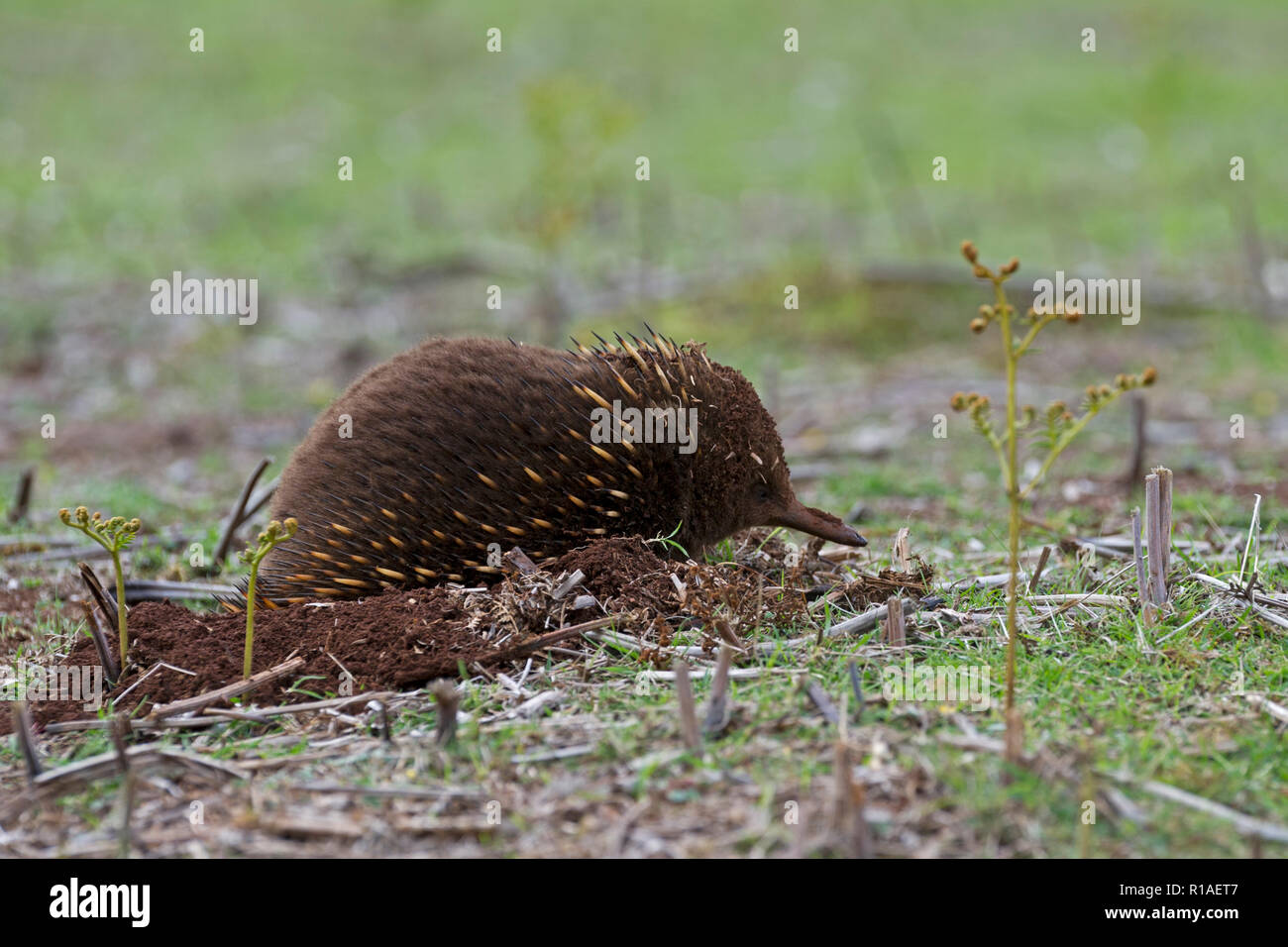 Tasmania animal hi-res stock photography and images - Alamy
