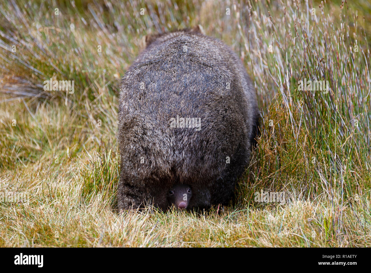 back of female wombat woith joey looking out of pouch cradle montain ...