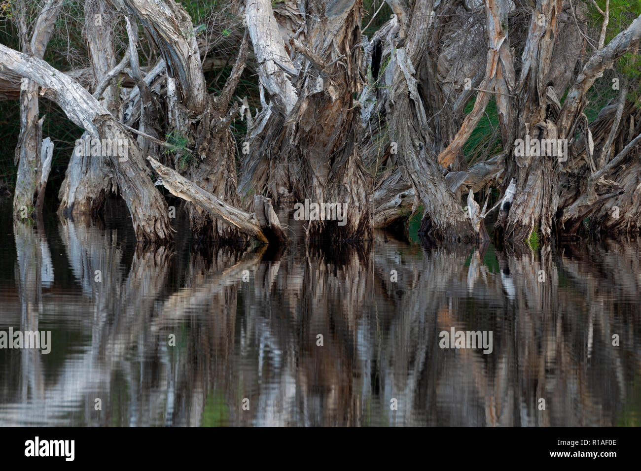 Australian paperbark tree hi-res stock photography and images - Alamy
