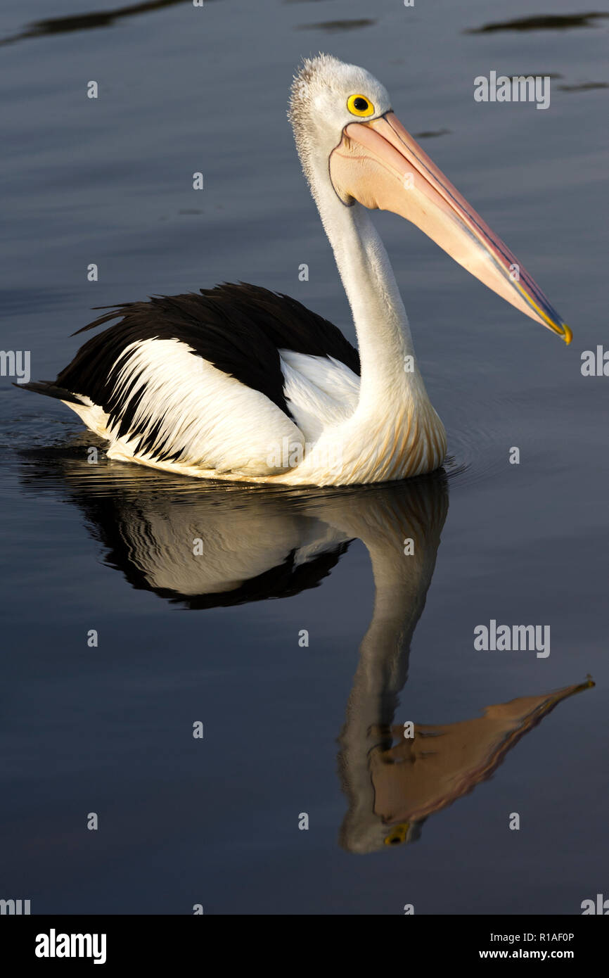 australian pelican floating on water side on showing entire reflection ...
