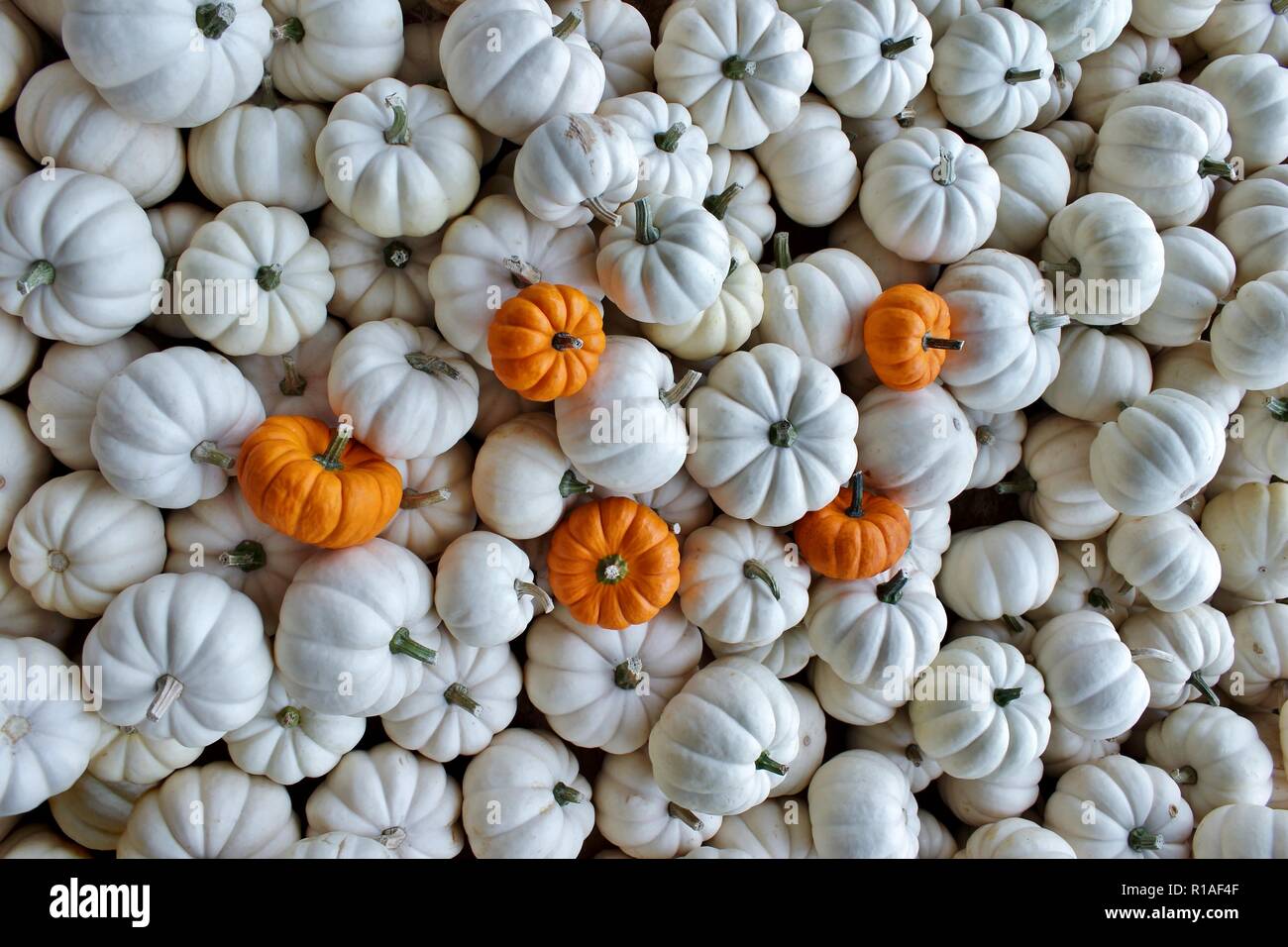 White Pumpkin Photography