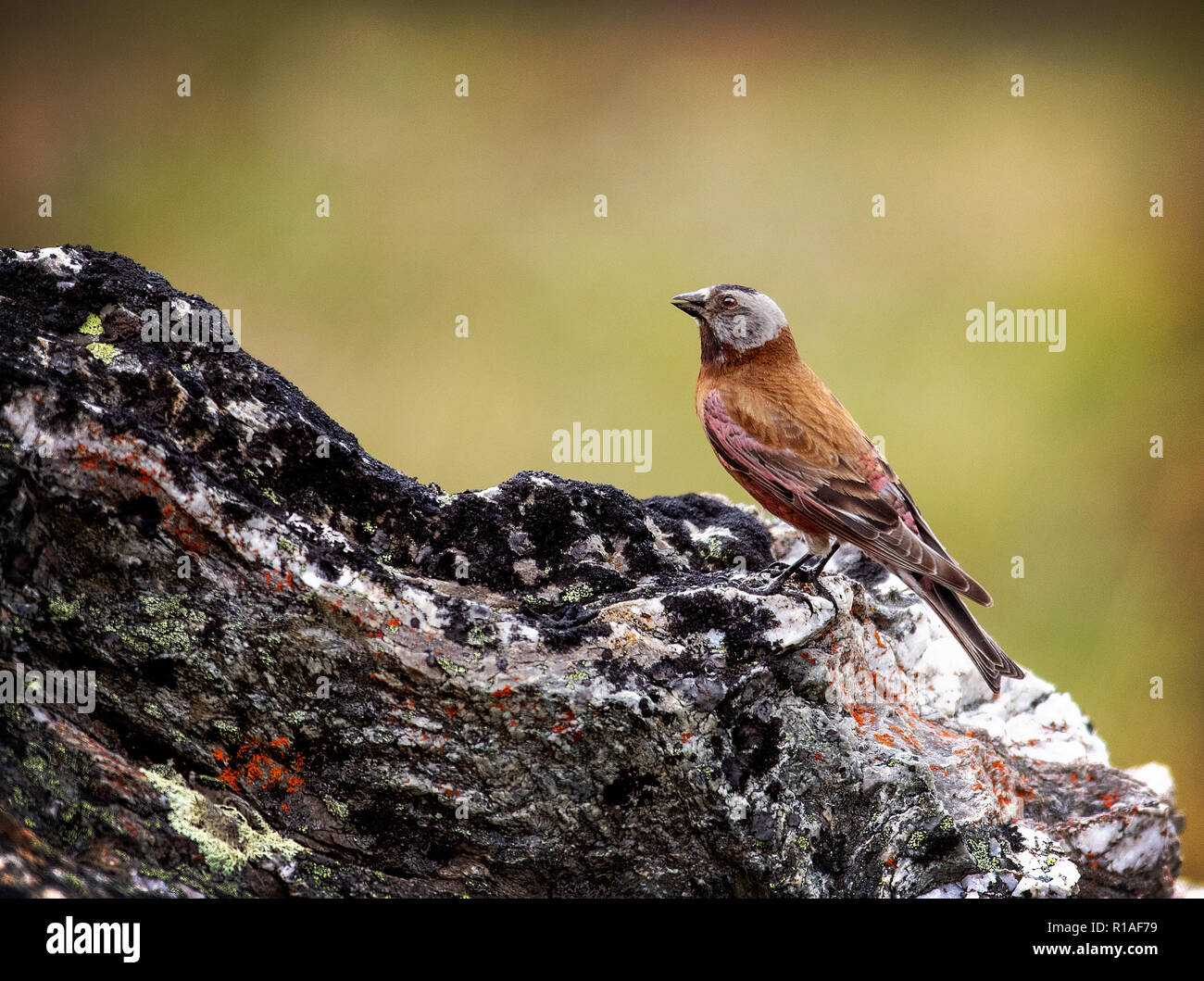 Rosy finch rocky mountain hi-res stock photography and images - Alamy