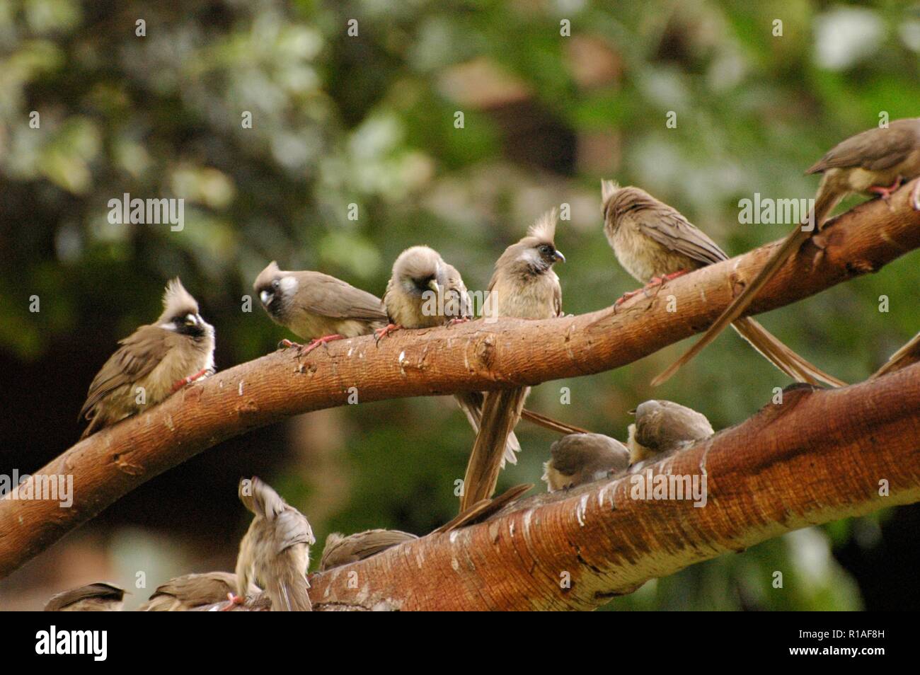 Mousebirds hi-res stock photography and images - Alamy