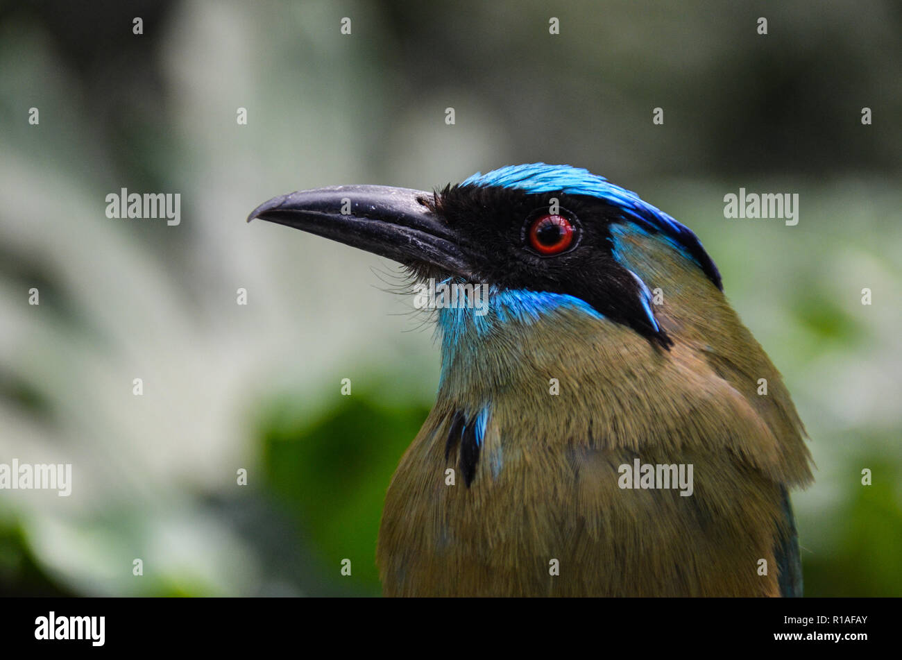 Blue Crowned Motmot Stock Photo - Alamy