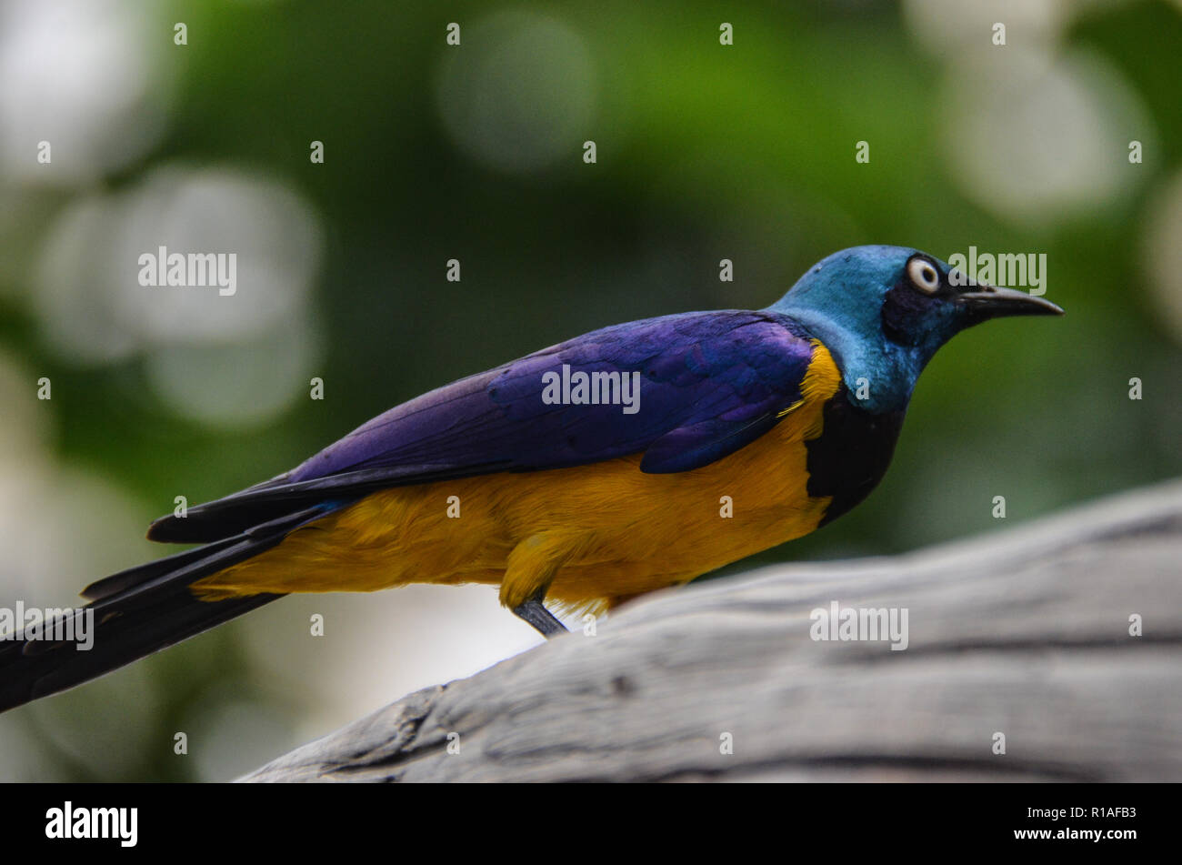 Unknown bird hi-res stock photography and images - Alamy