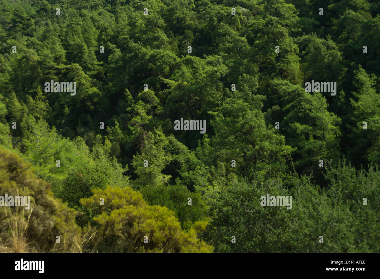 green tree mountain forest background Stock Photo - Alamy