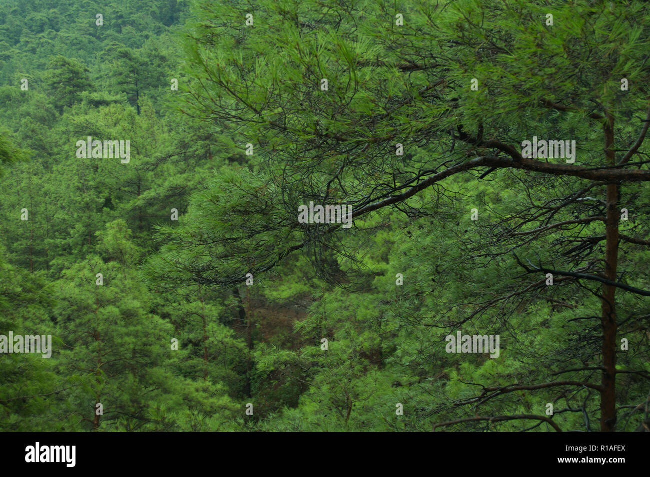 green tree mountain forest background Stock Photo - Alamy
