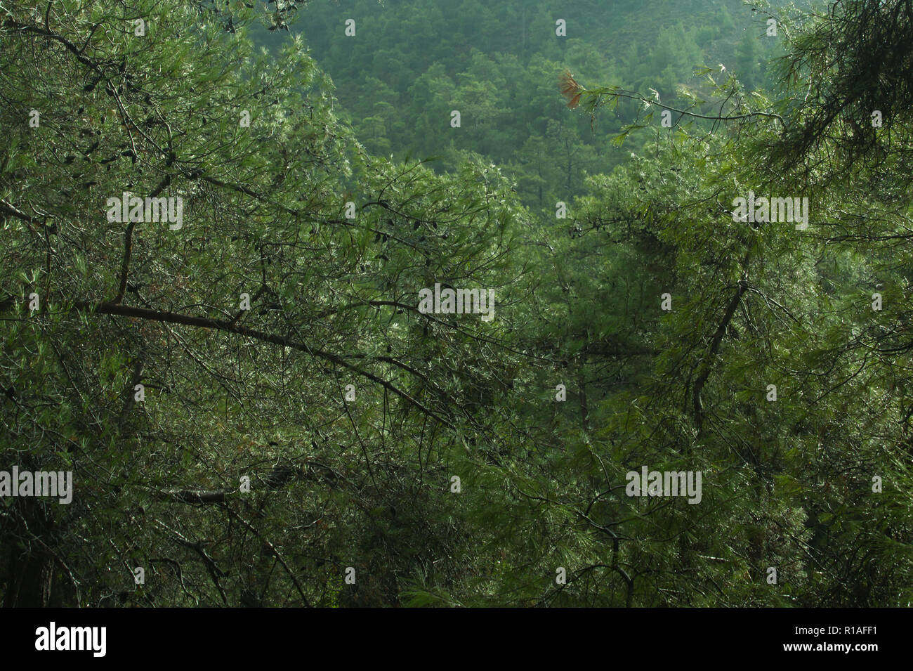 green tree mountain forest background Stock Photo - Alamy