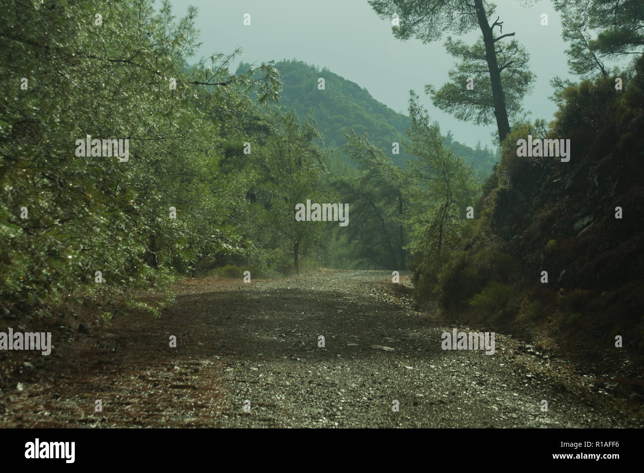 View of mountain forest landscape Stock Photo - Alamy