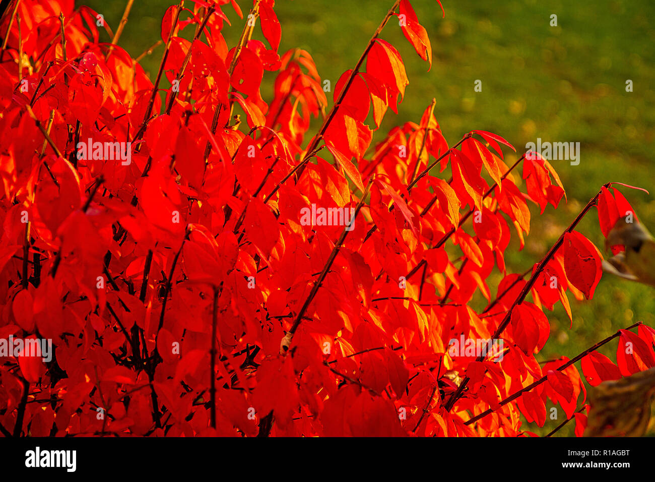 Scenic fall images with foliage in bright fall colors with on iimage by ...