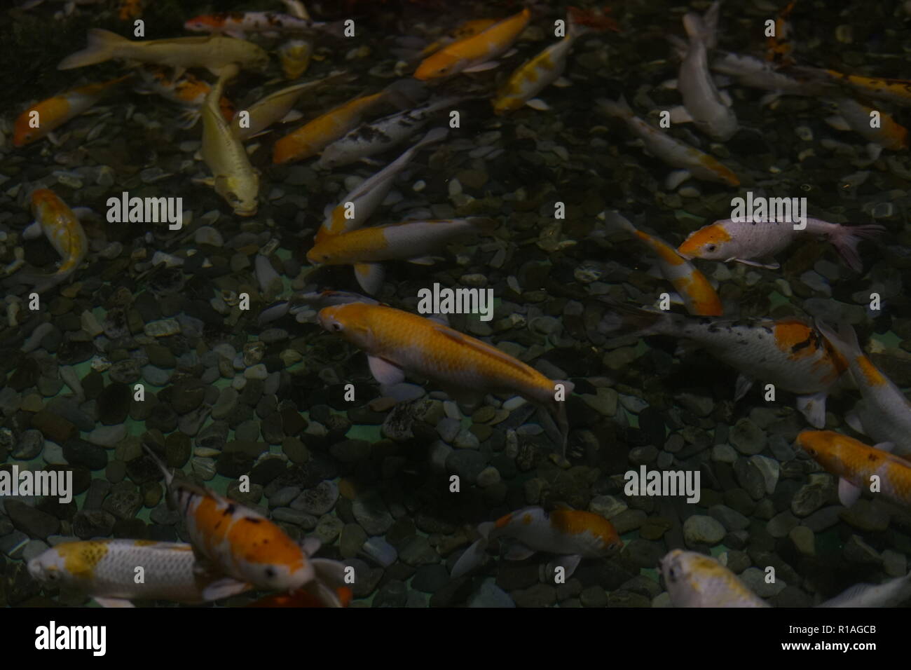 fish in the river and sea water aquarium fishing Stock Photo - Alamy