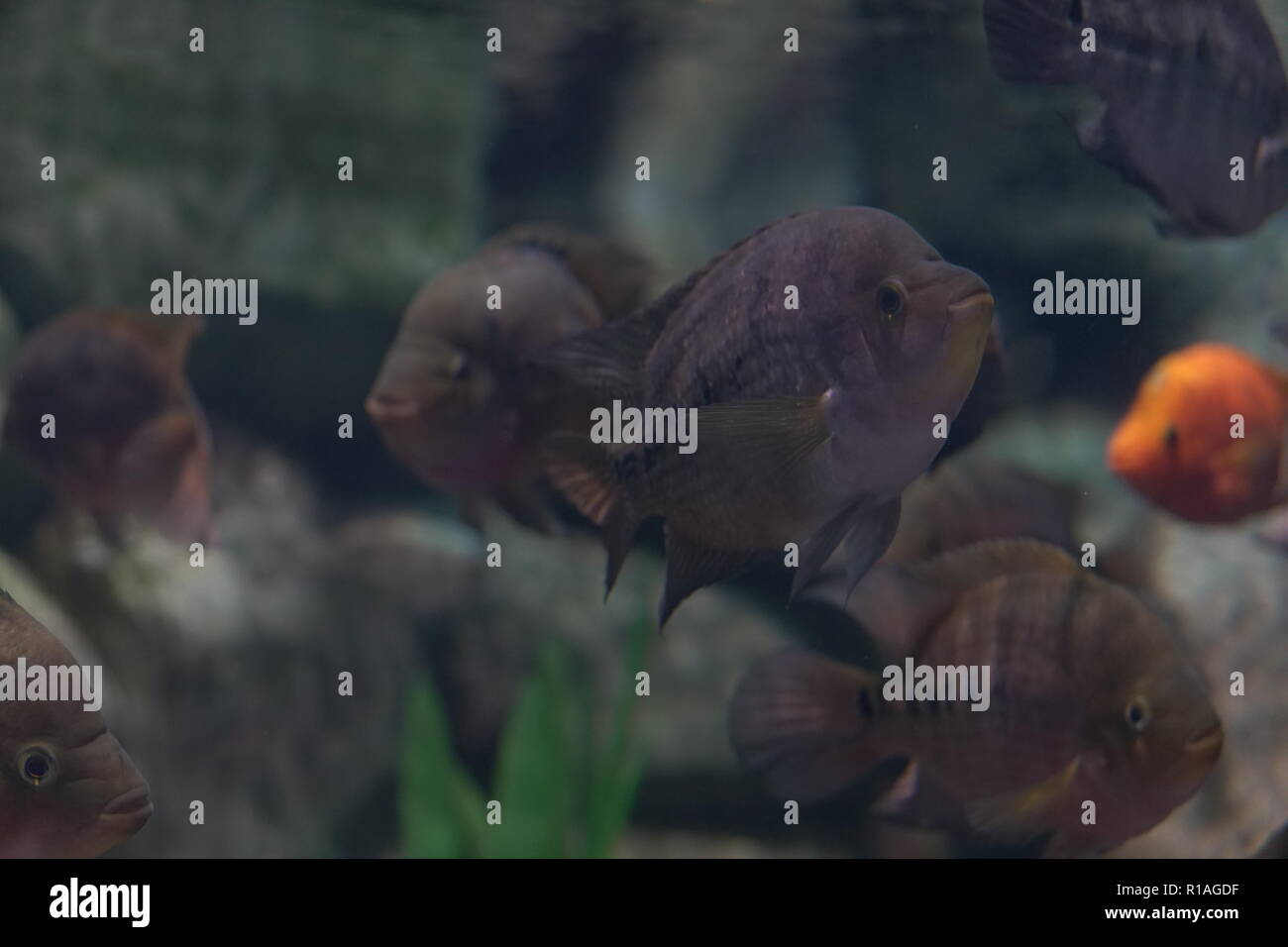 fish in the river and sea water aquarium fishing Stock Photo - Alamy