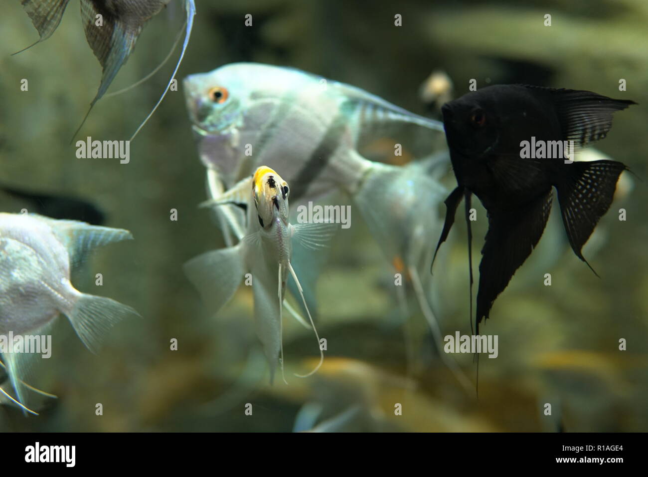 fish in the river and sea water aquarium fishing Stock Photo - Alamy