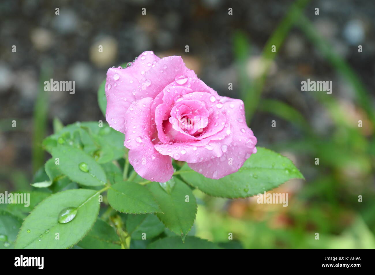 violet rose blooming in the garden Stock Photo - Alamy