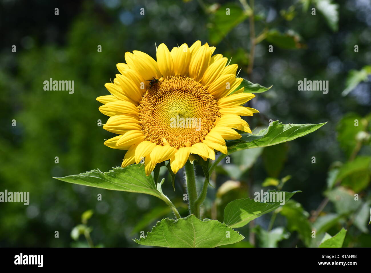 sunflower with bug Stock Photo - Alamy
