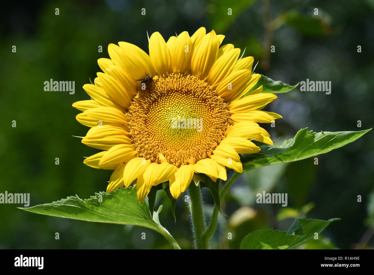 sunflower with bug Stock Photo - Alamy