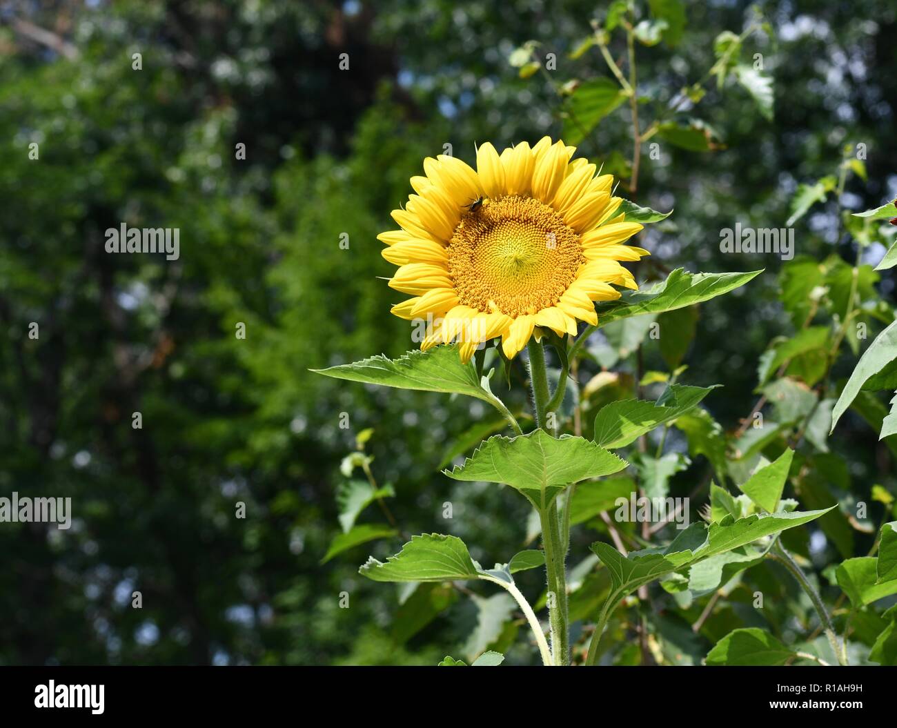 sunflower with bug Stock Photo - Alamy